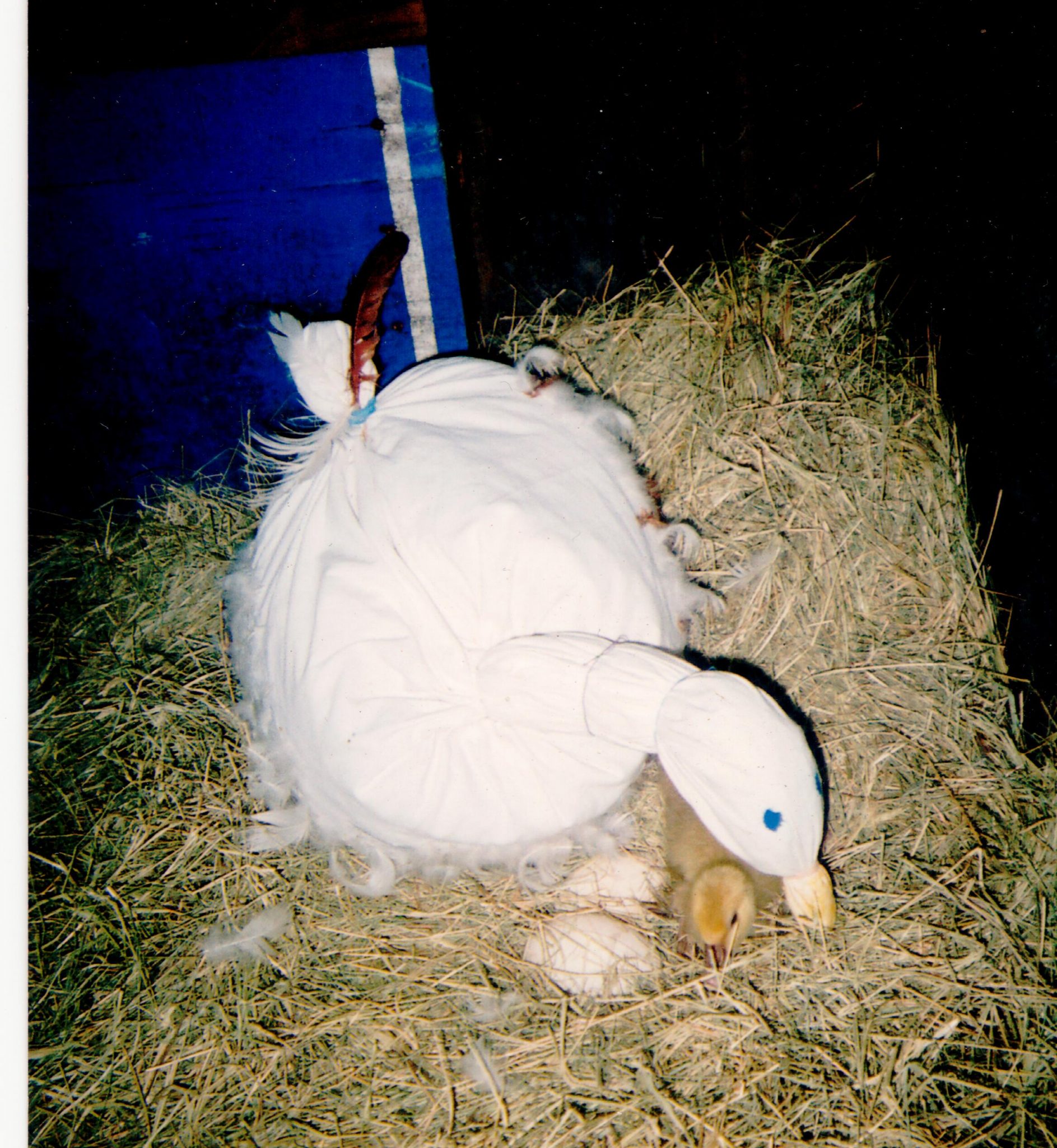 Raising Goslings - Backyard Poultry